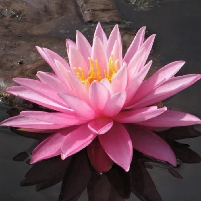 Nymphaea 'Rose Arey'